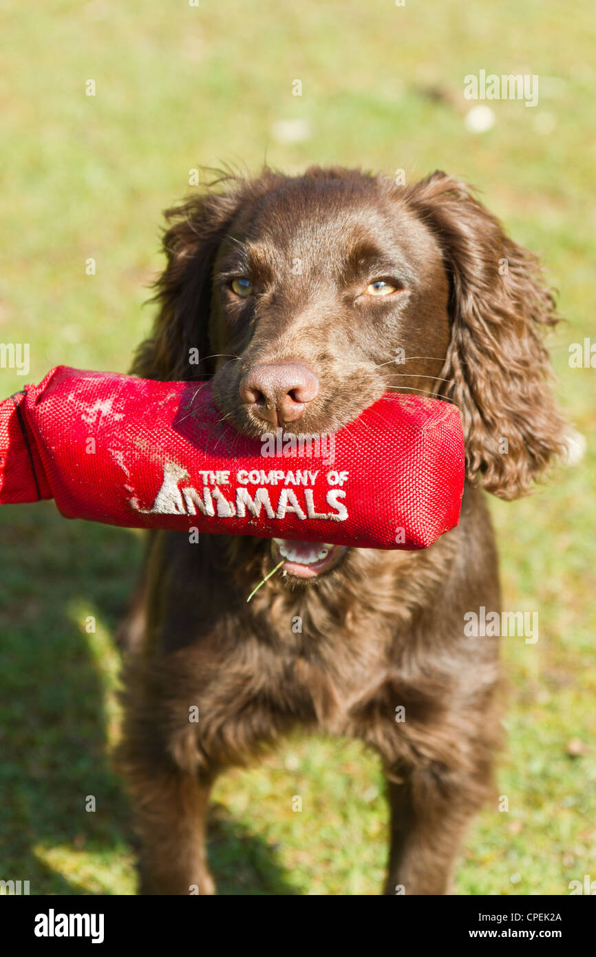 6 month old working puppy Cocker Spaniel undergoing some basic training ...
