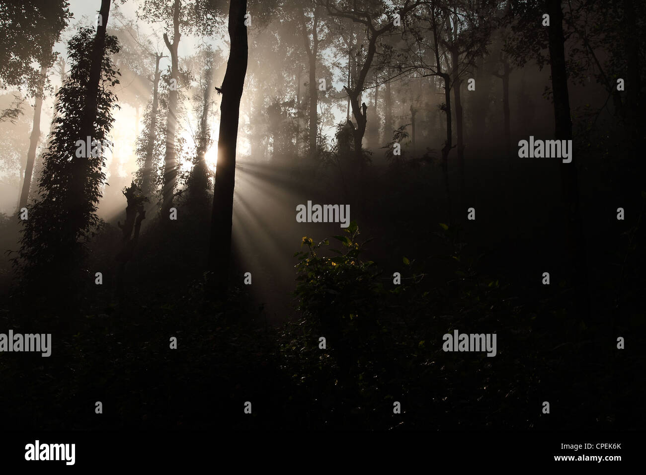 First light coming through a plantation in Idukki,western-ghats,god's ...