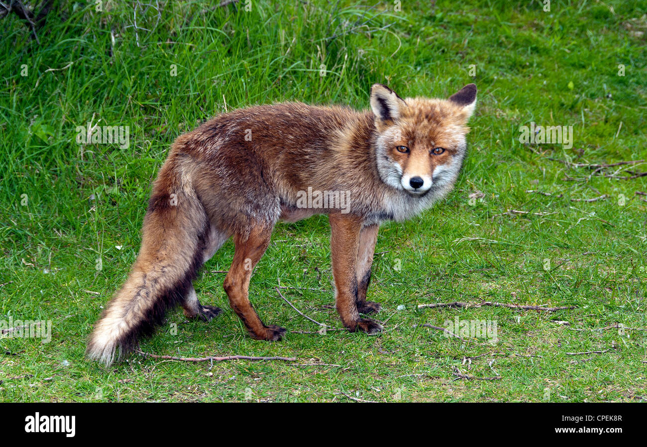 Wild red fox in forest in Holland Stock Photo - Alamy