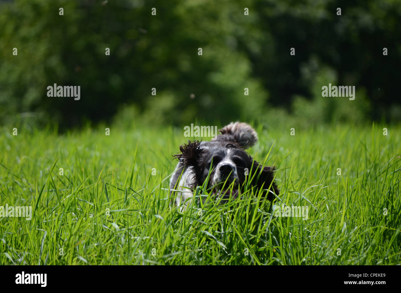 Bouncing through field hi-res stock photography and images - Alamy