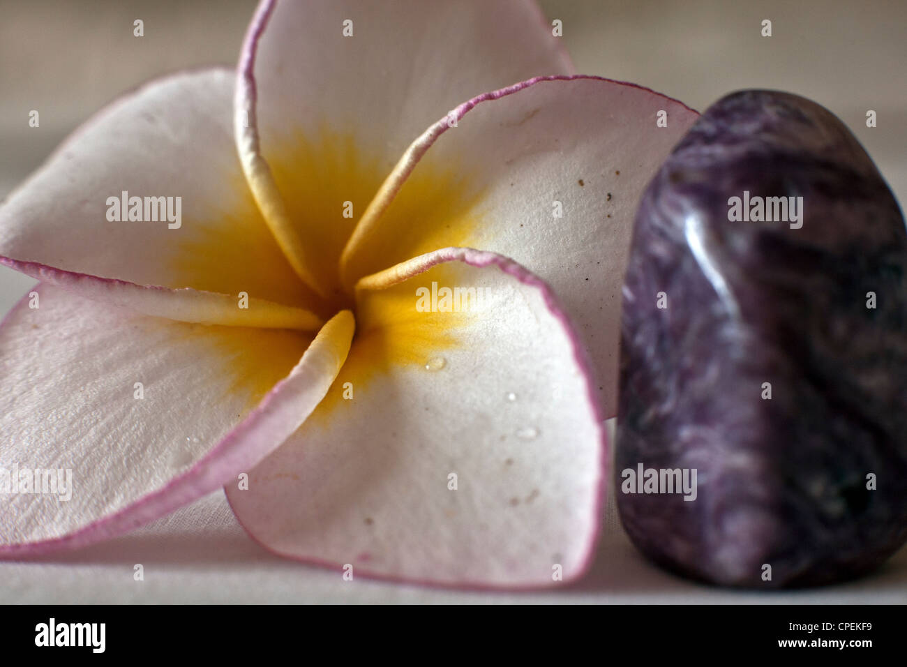 Araliya hi-res stock photography and images - Alamy