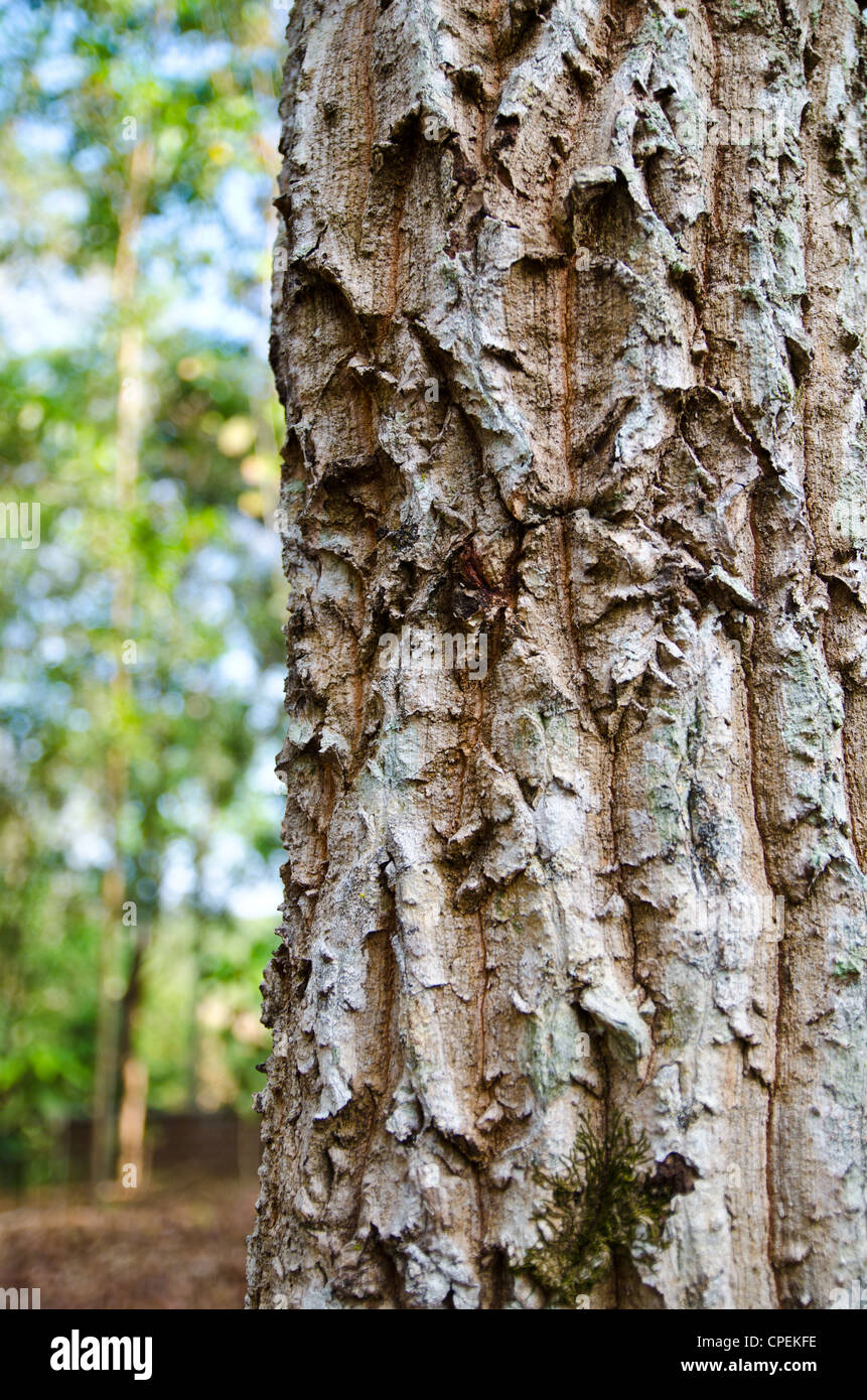 Detail of the texture of an old big tree Stock Photo - Alamy