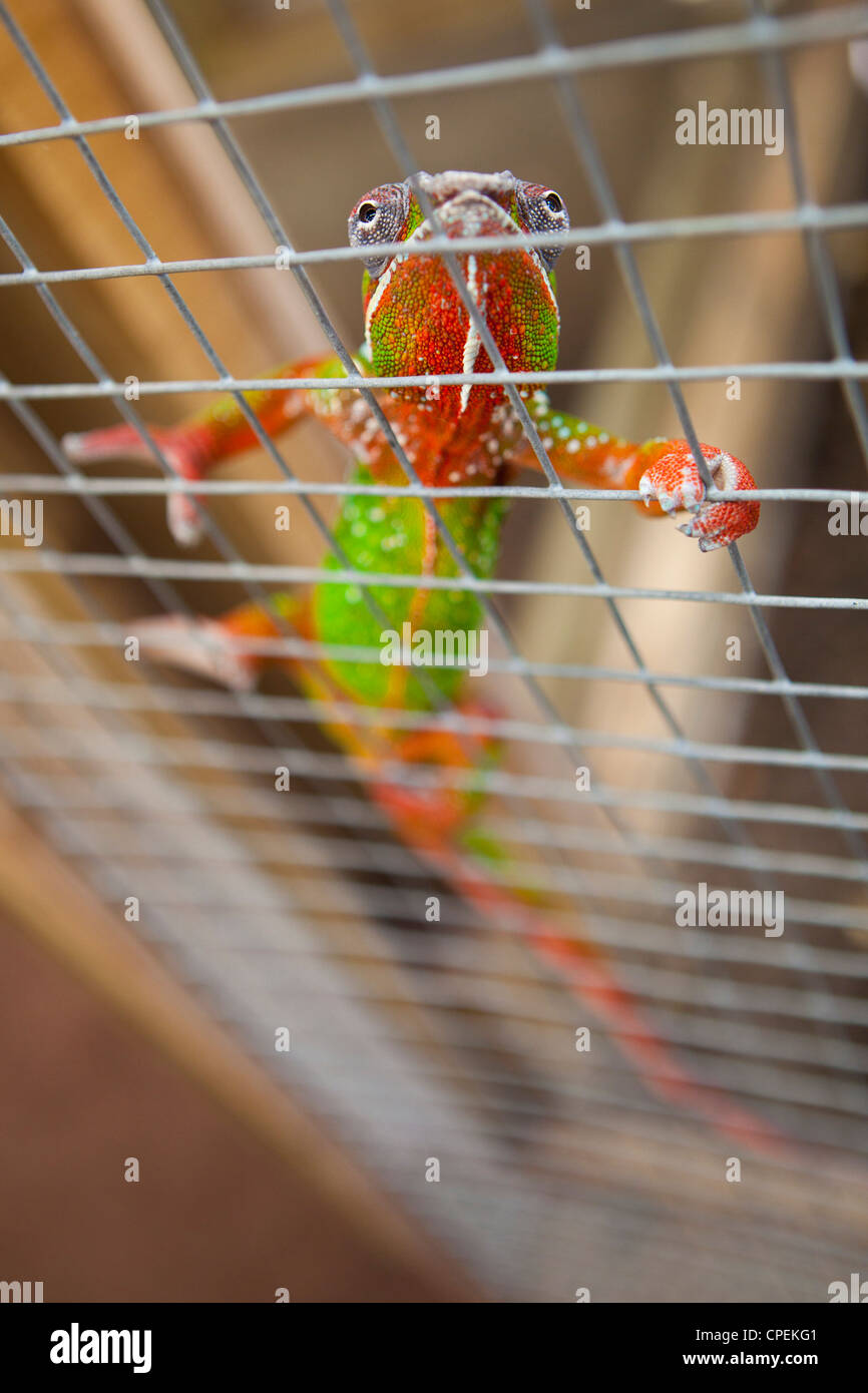 A Chameleon climbing up a wire cage in Butterfly World, Klapmuts, South ...