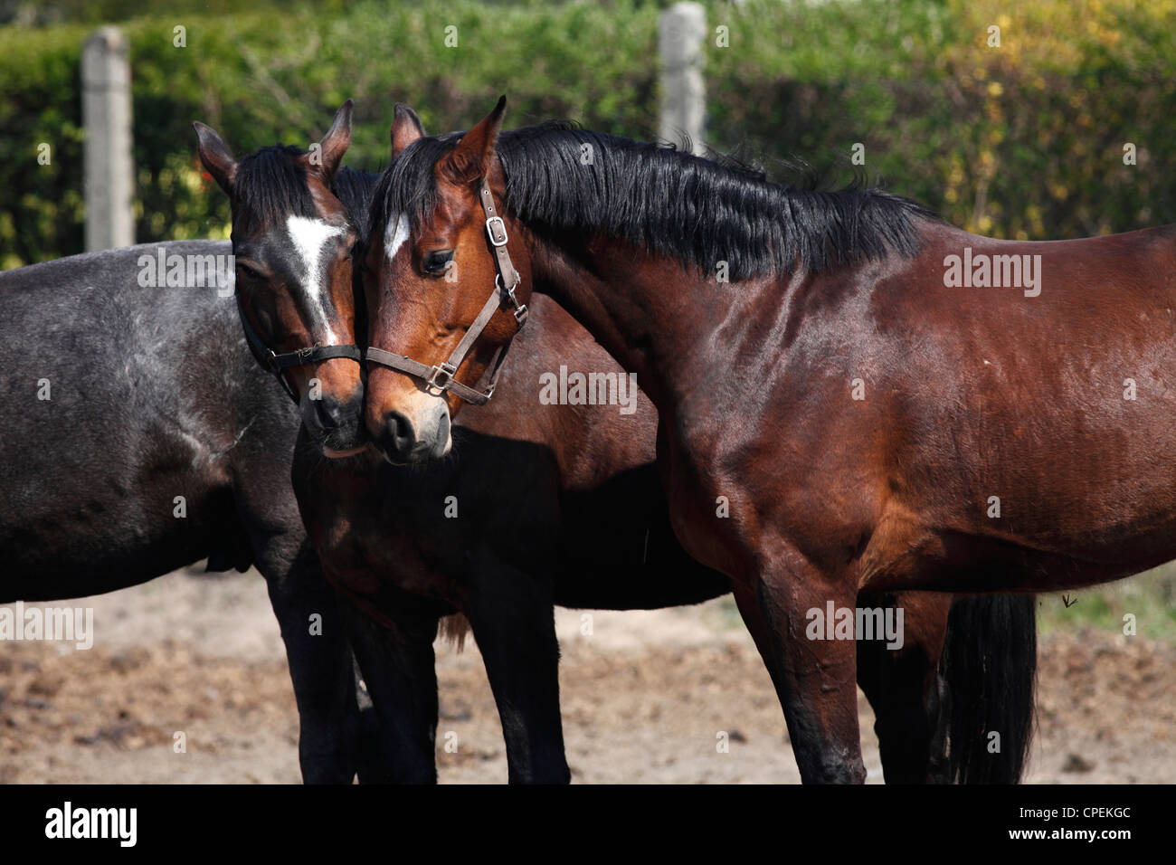 Kissing horses hi-res stock photography and images - Alamy