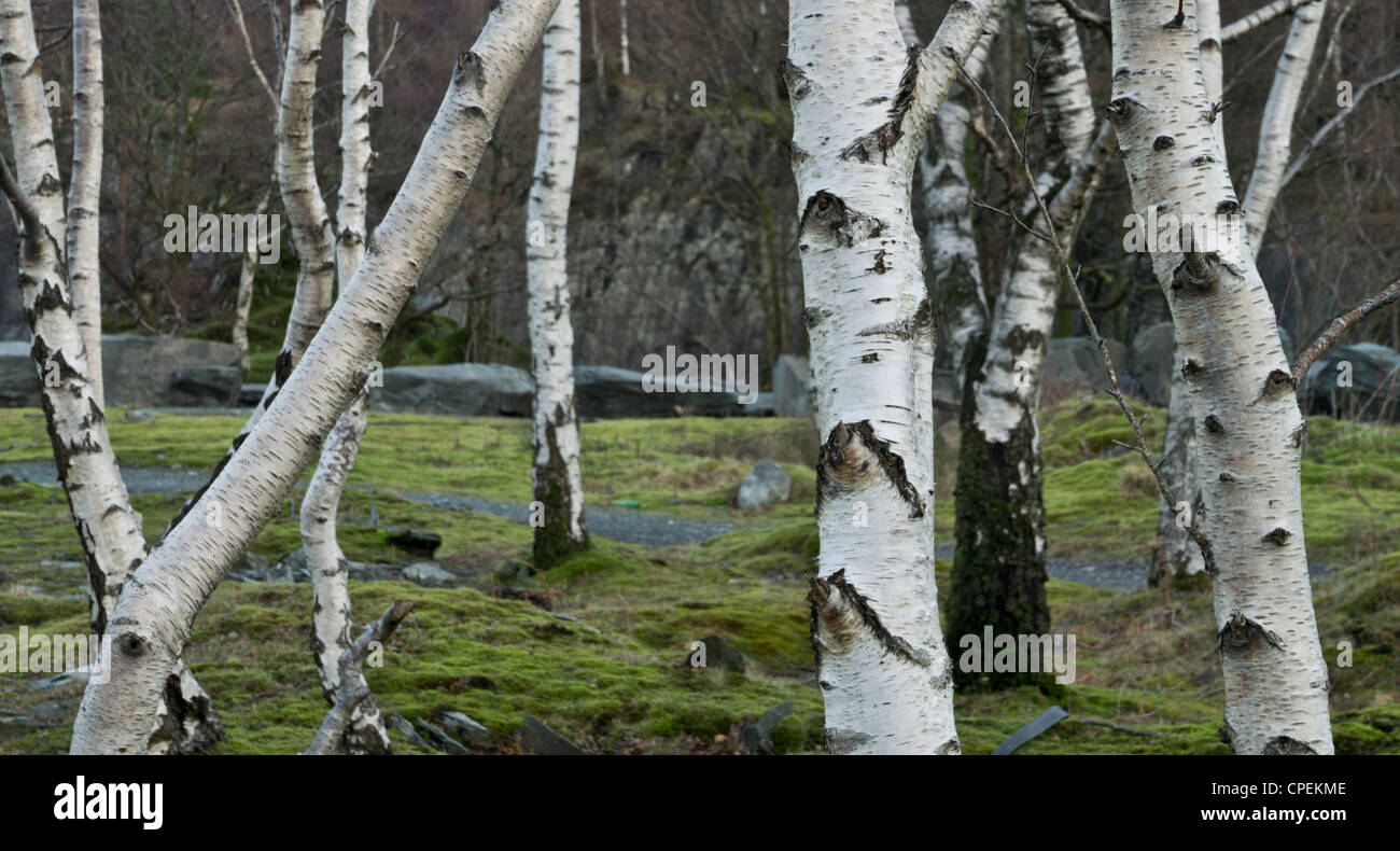 Silver birch trees at Hodge Close slate quarry near Ambleside and ...