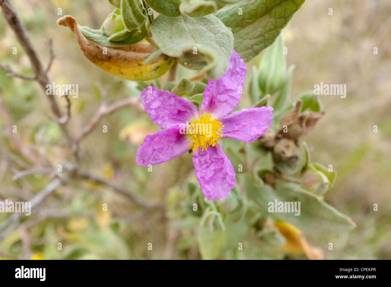 Single pink rockrose flower growing on sandy soil Stock Photo - Alamy
