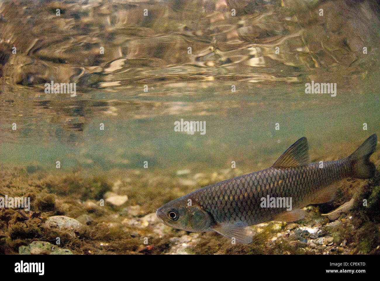 Chub hi-res stock photography and images - Alamy