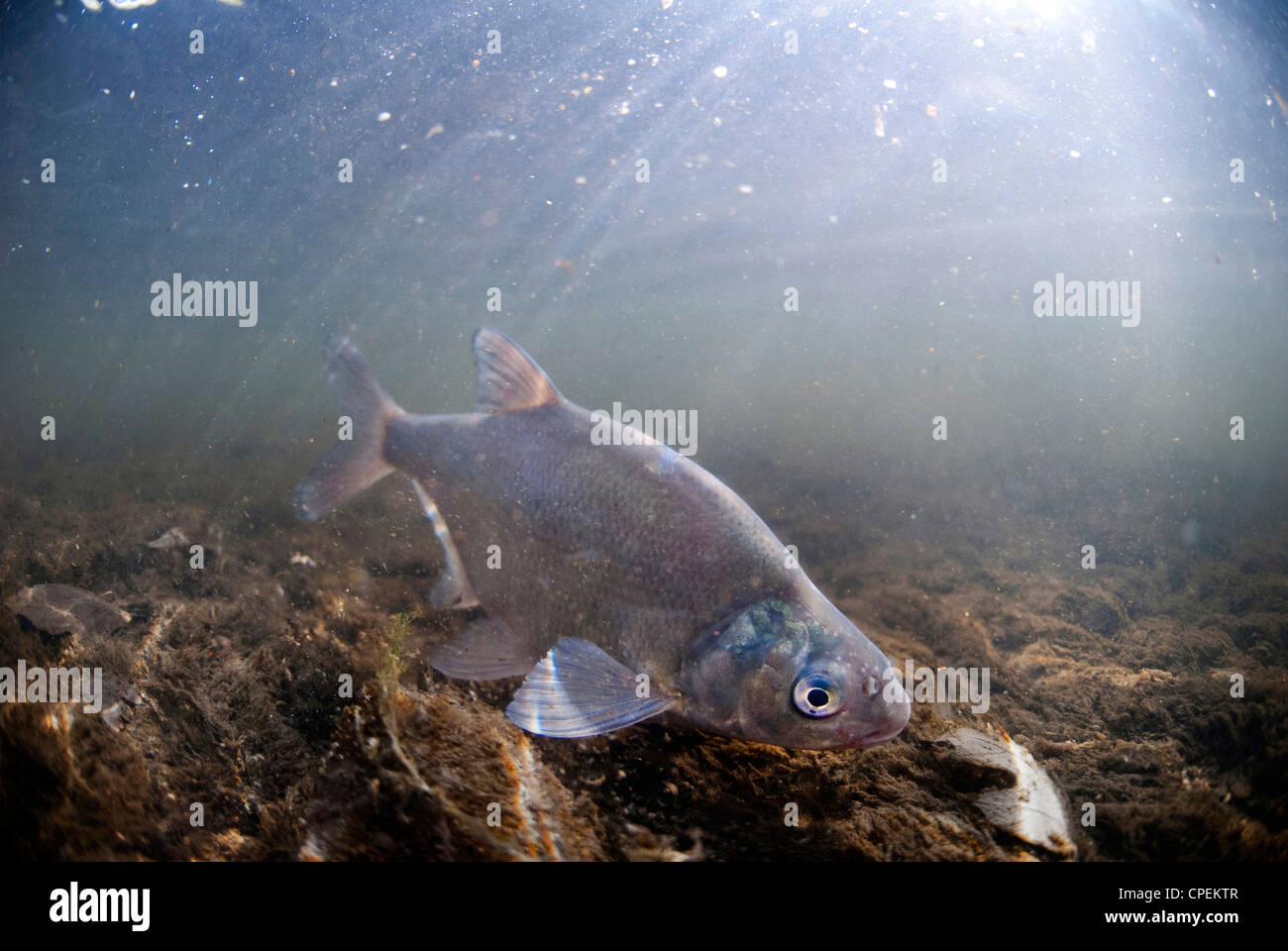 Common bream hi-res stock photography and images - Alamy