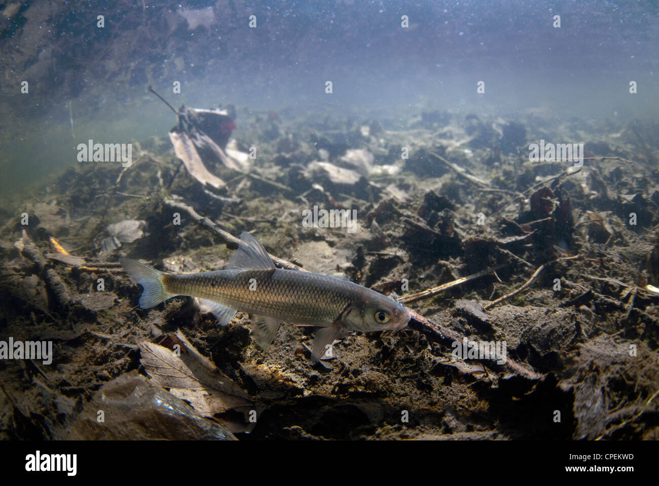 Dace hi-res stock photography and images - Alamy