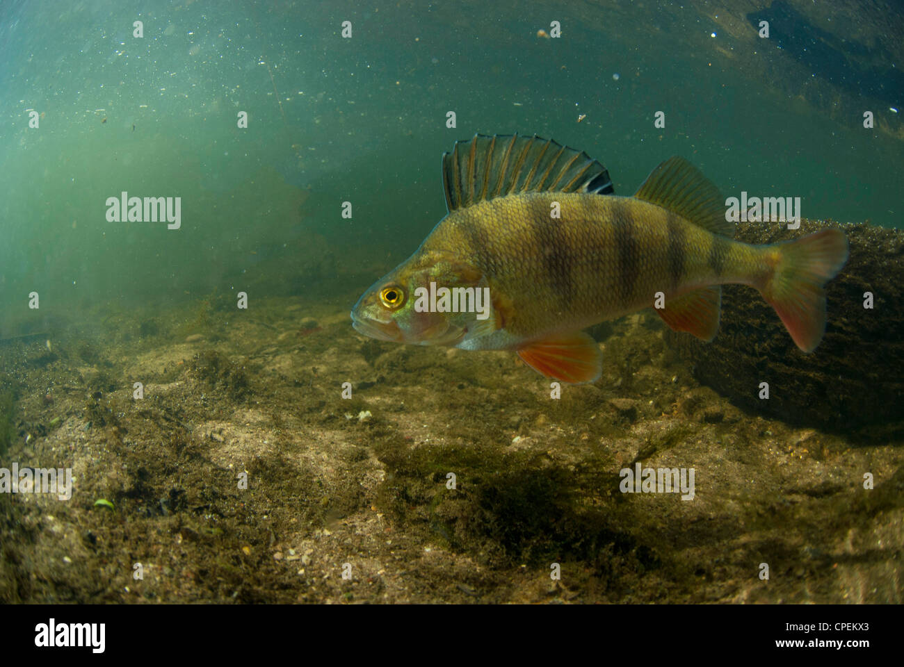River perch showing its fin Stock Photo - Alamy