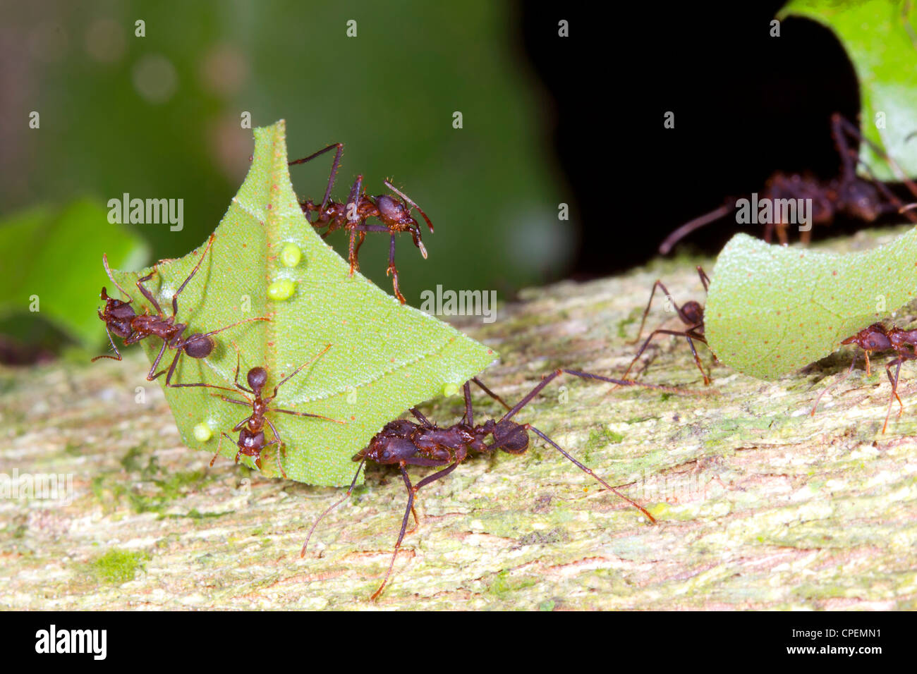 Leaf cutter ants rainforest hi-res stock photography and images - Alamy