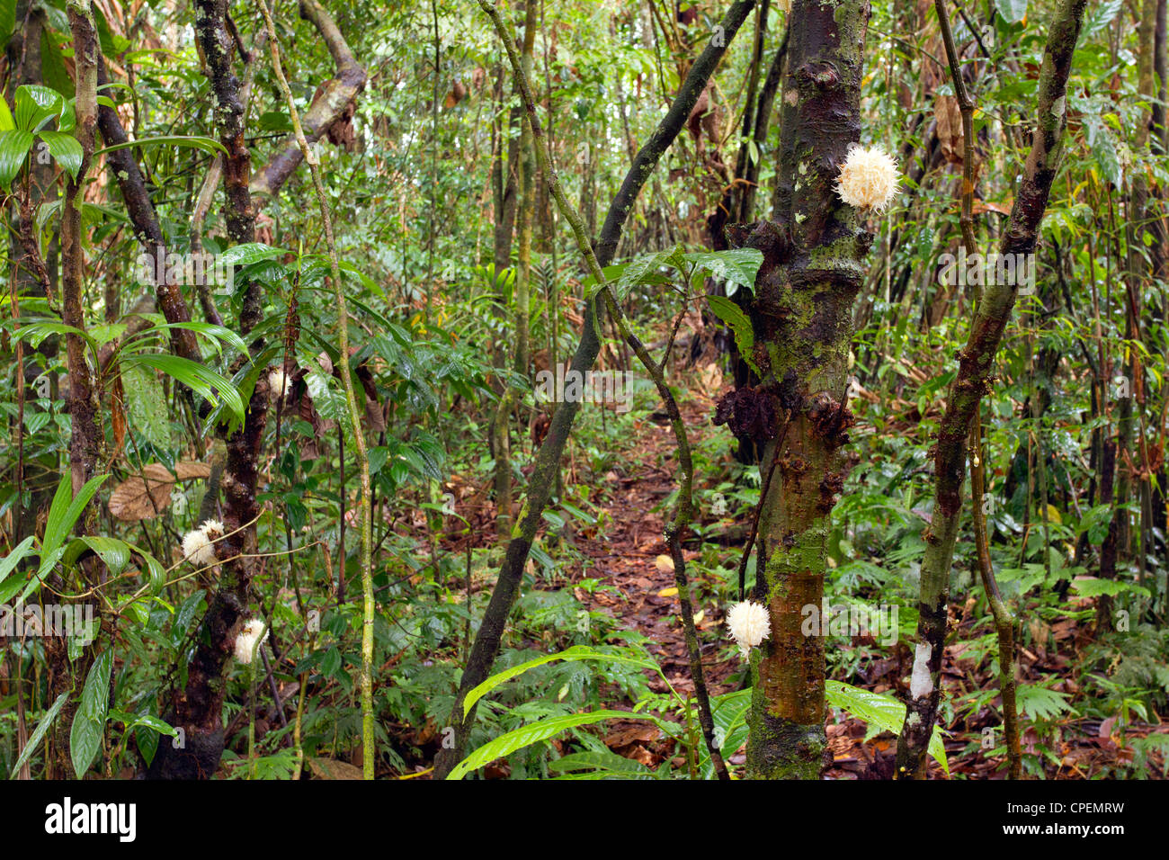 Rainforest tree from the Ecuadorian Amazon displaying Cauliflory (fruit ...