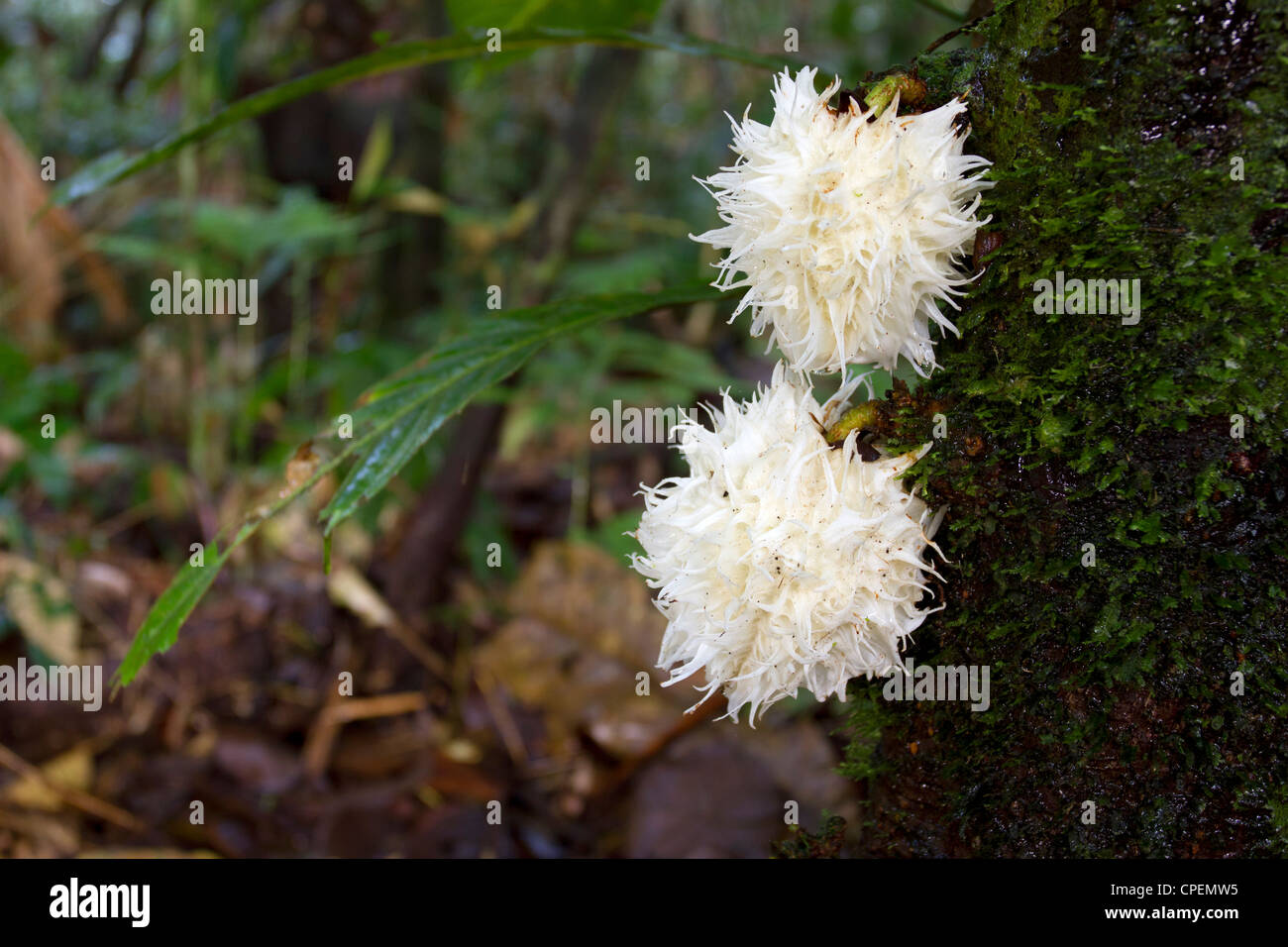 Rainforest tree from the Ecuadorian Amazon displaying Cauliflory (fruit ...