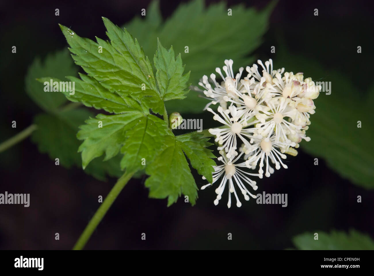 Bugbane hi-res stock photography and images - Alamy