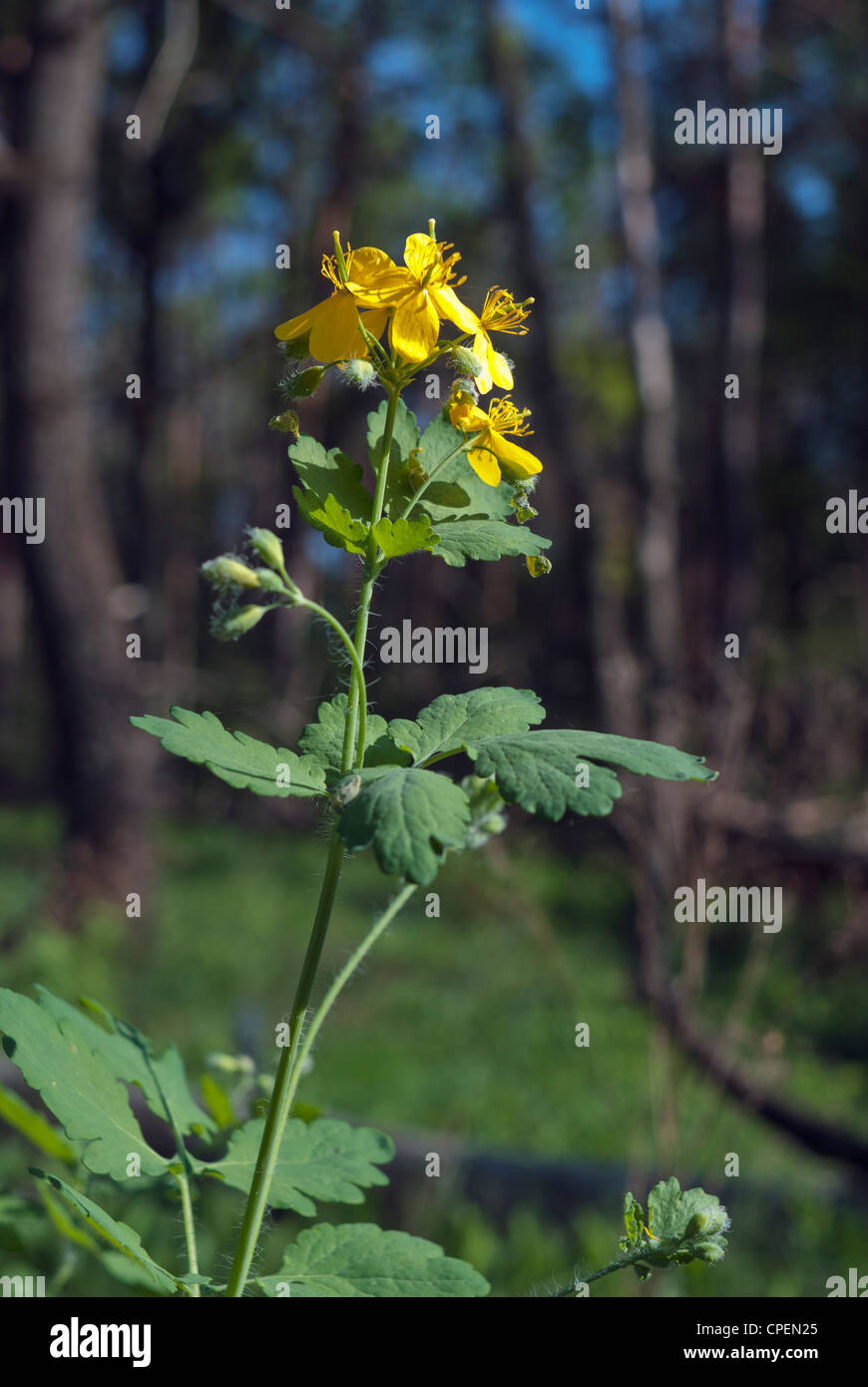 Chelidonium Majus High Resolution Stock Photography and Images - Alamy