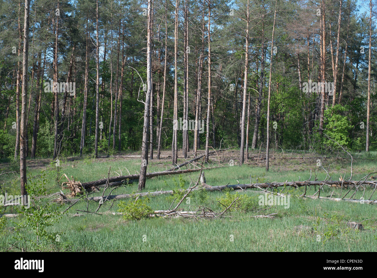 Dry pine forest in the forest-steppe zone Stock Photo - Alamy