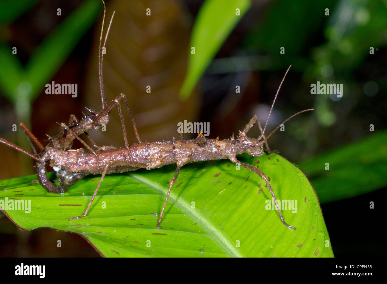 Stick insects hi-res stock photography and images - Alamy