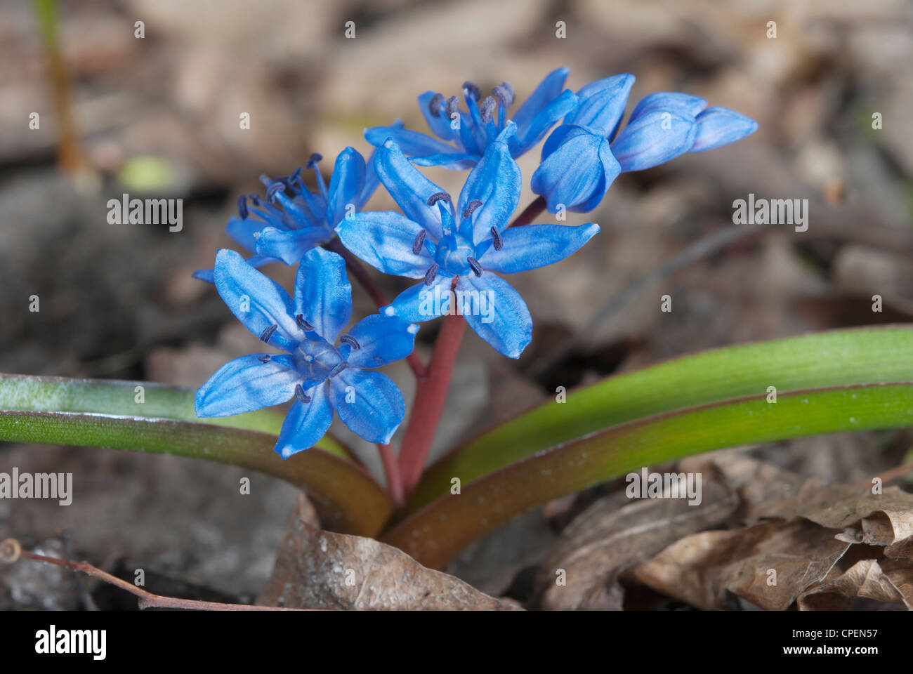 Scilla bifolia hi-res stock photography and images - Alamy