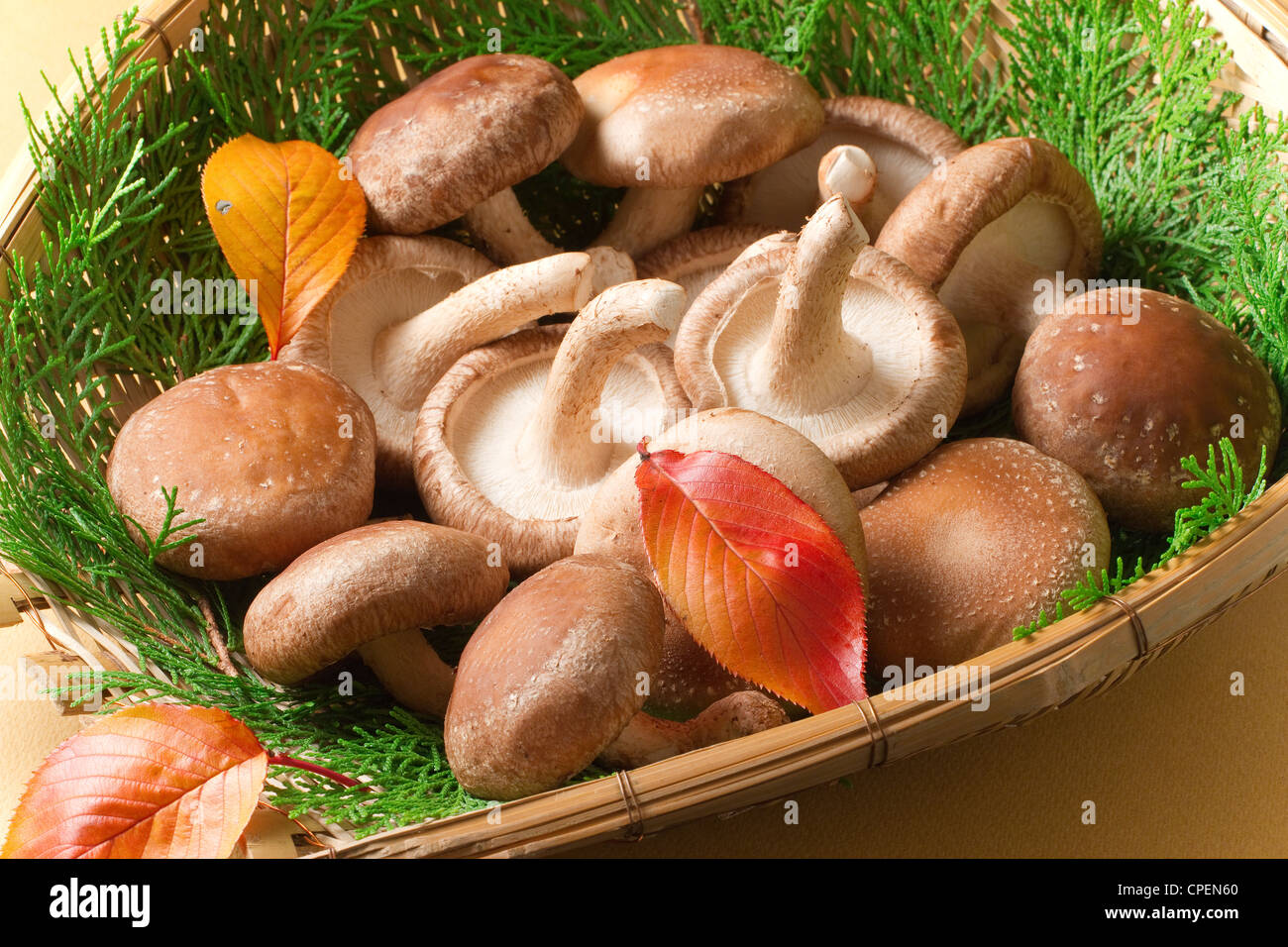 Close Up Of Mushroom Stock Photo - Alamy