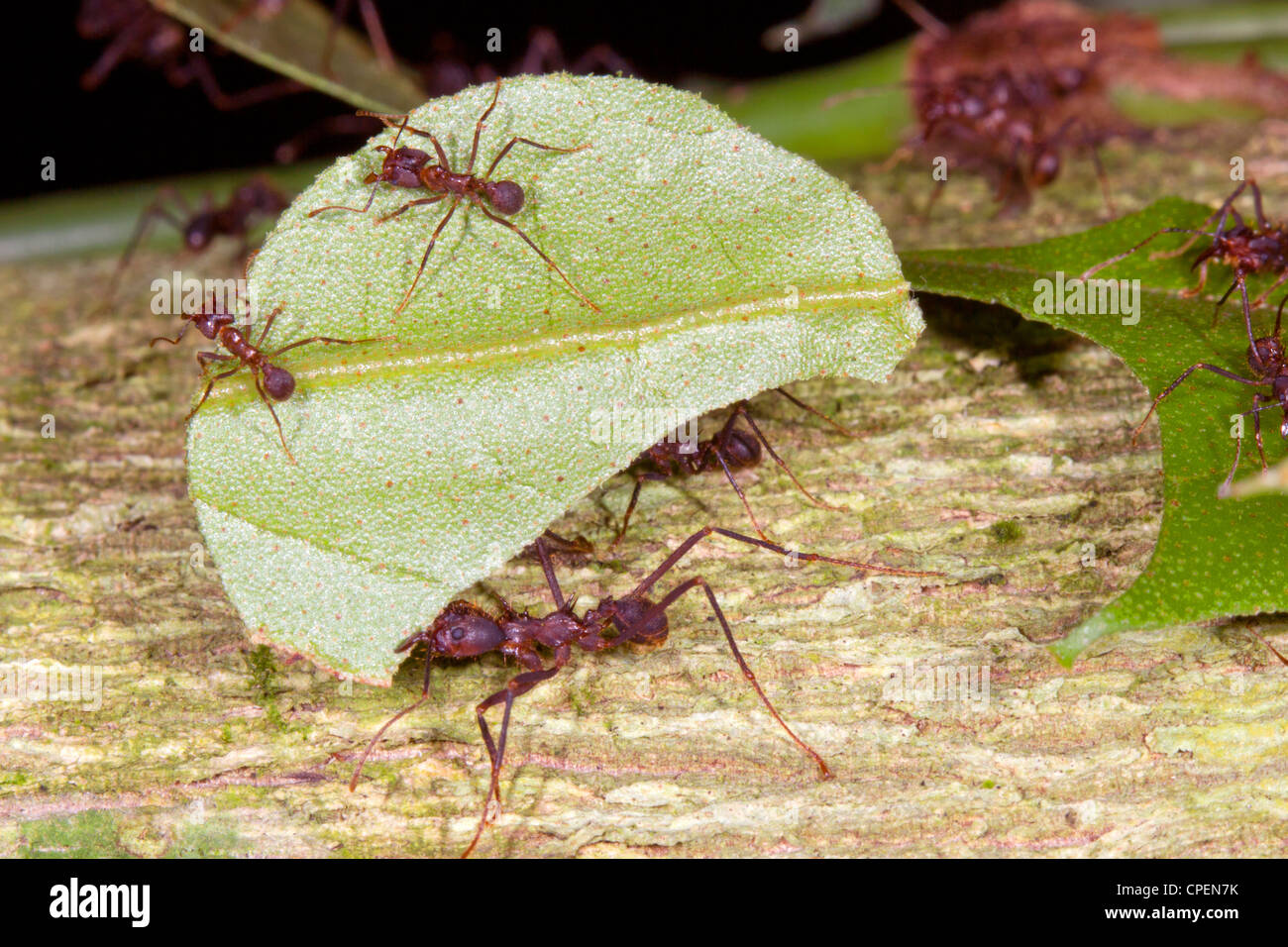 Leaf cutter ant hi-res stock photography and images - Alamy