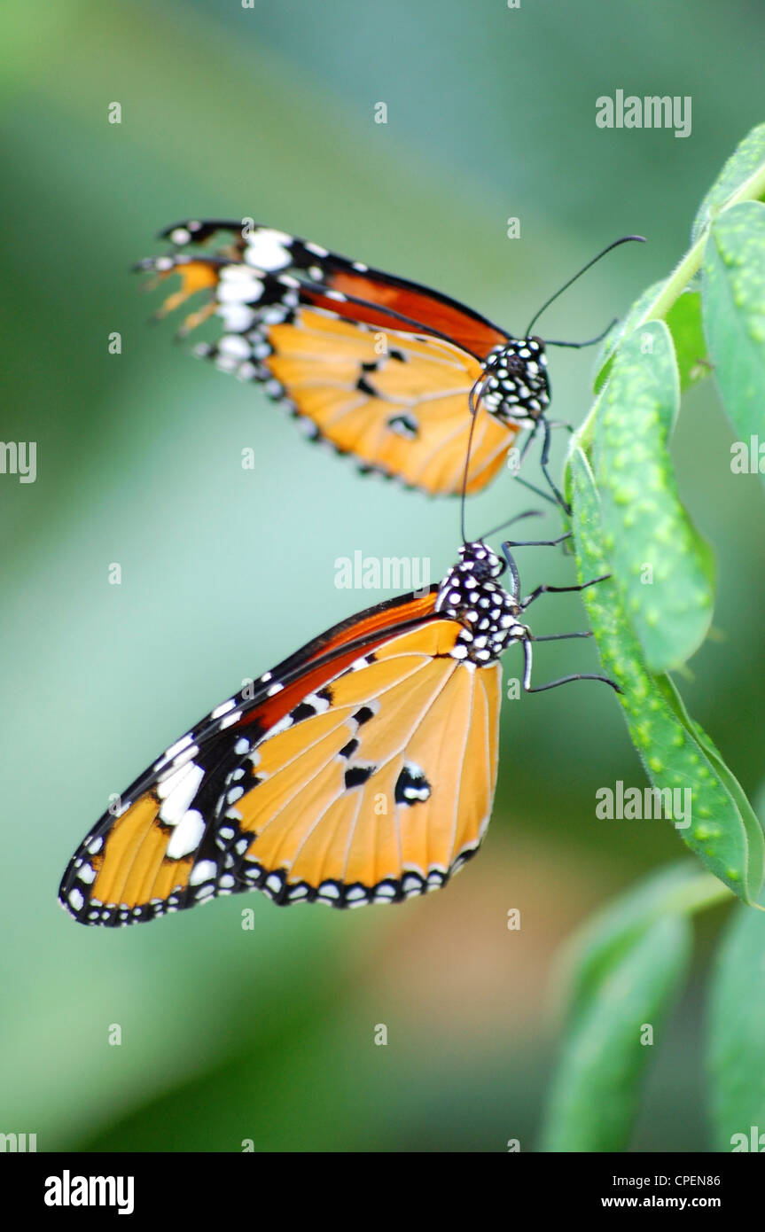 Mating longwing butterflies hi-res stock photography and images - Alamy