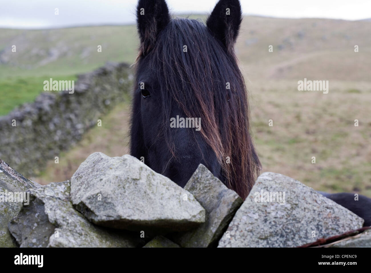Fell pony ponies hi-res stock photography and images - Alamy