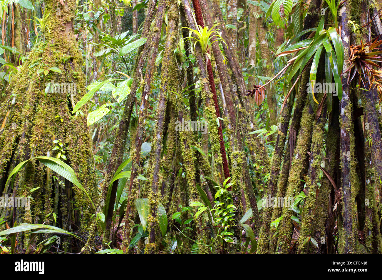 Stilt root palms (Iriartea deltoidea) covered in moss and epiphytes in ...