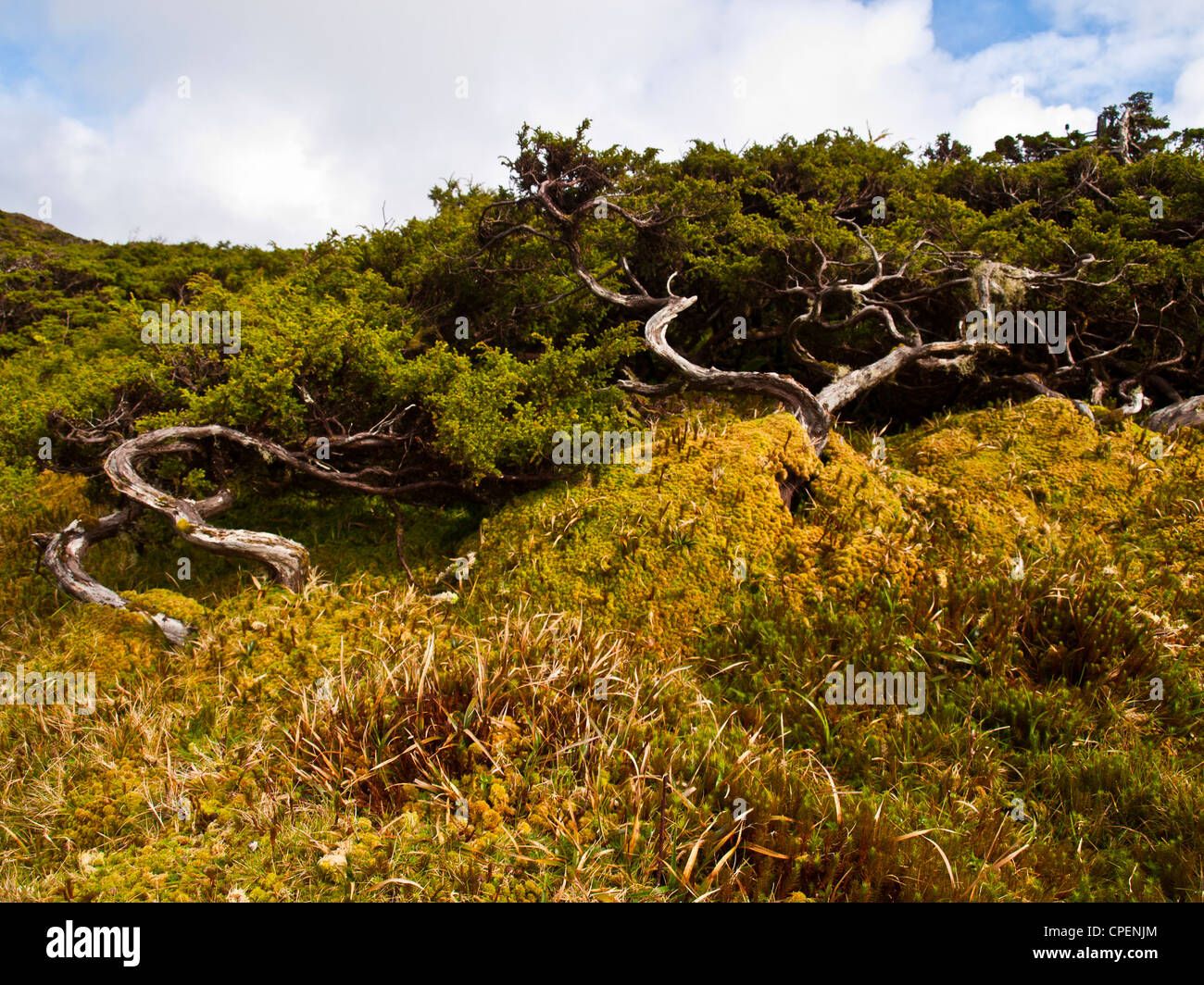 Small plants and sphagnum moss typical to the Azores islands landscape ...