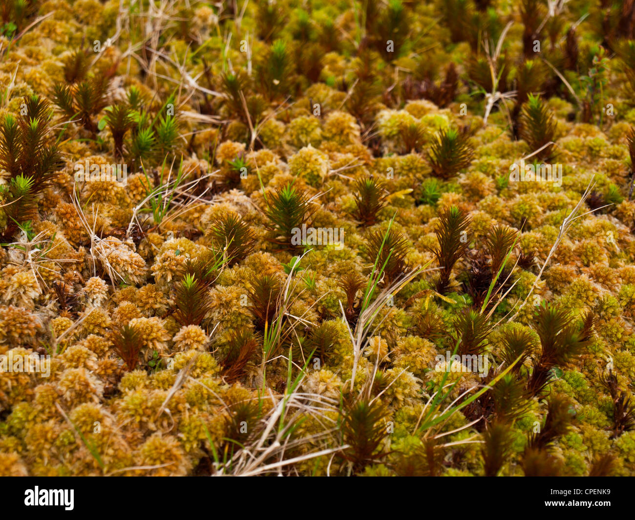 Small plants and sphagnum moss typical to the Azores islands landscape ...