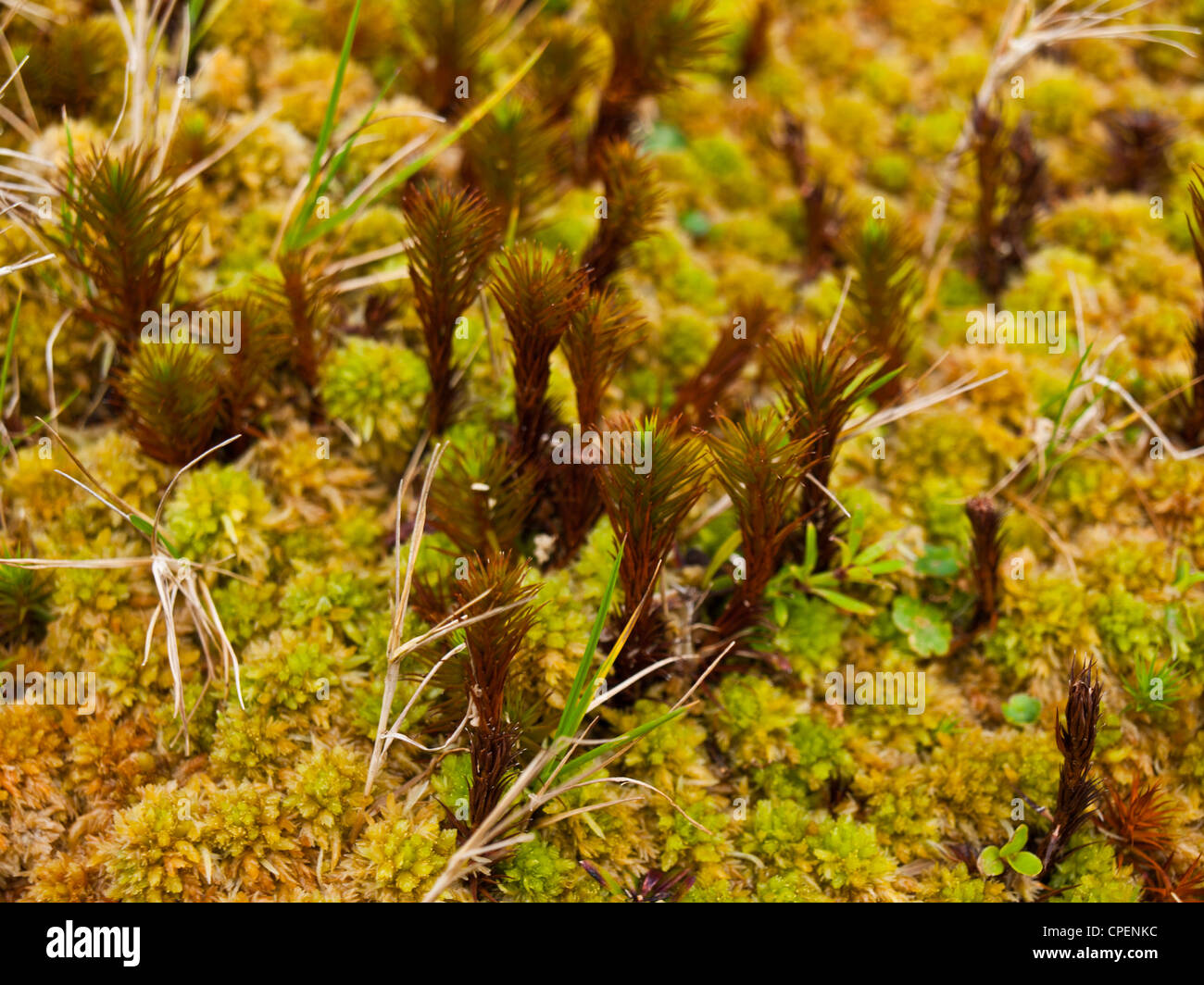 Sphagnum moss hi-res stock photography and images - Alamy