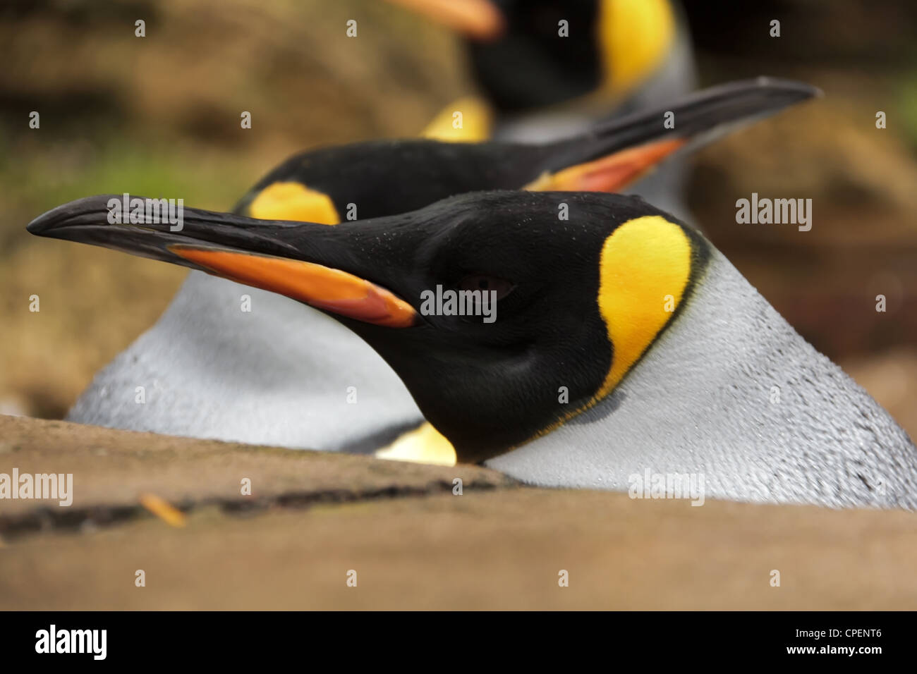 Two penguins facing each other parallel Stock Photo - Alamy