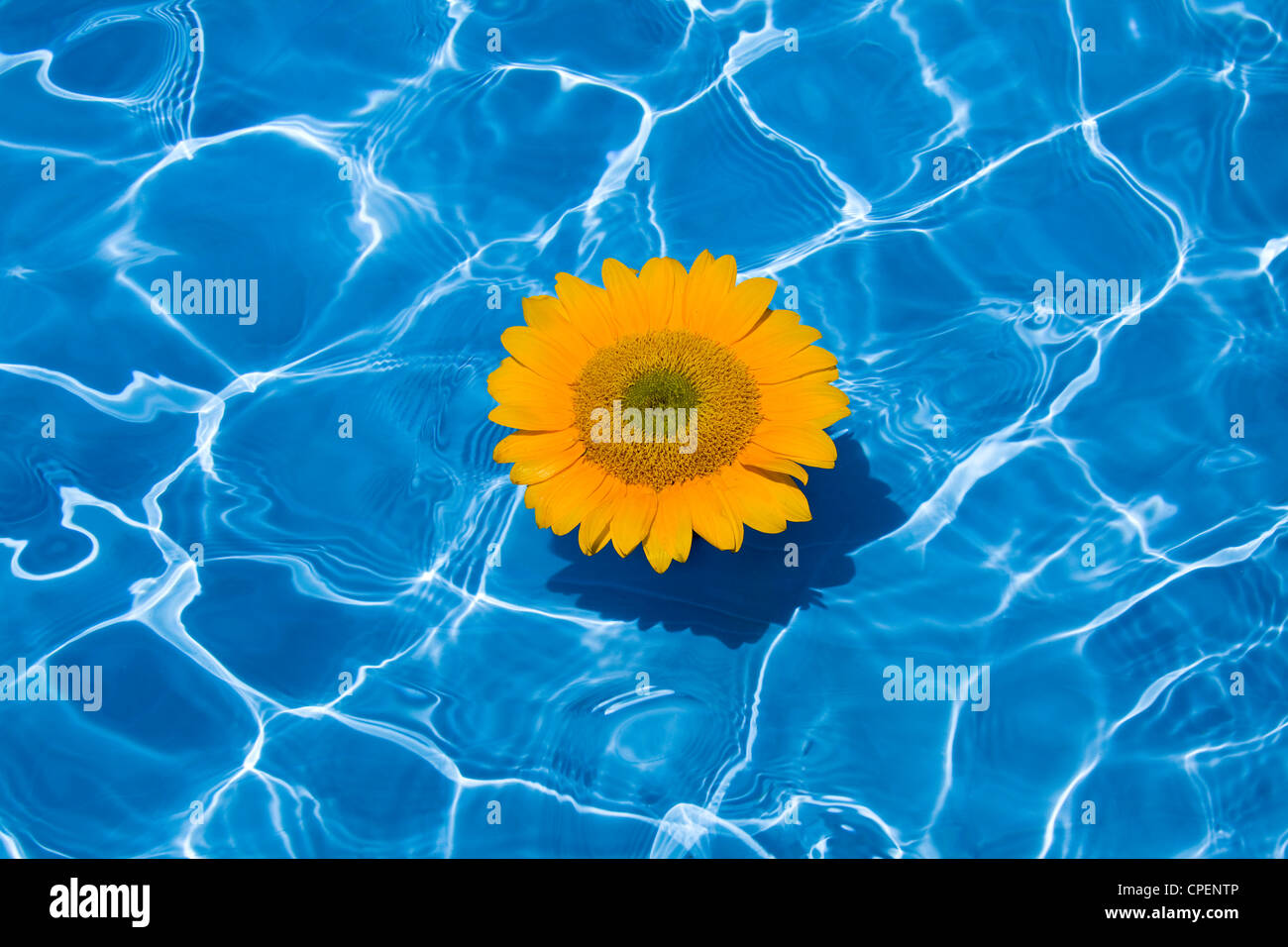 Sunflower In Water Stock Photo - Alamy