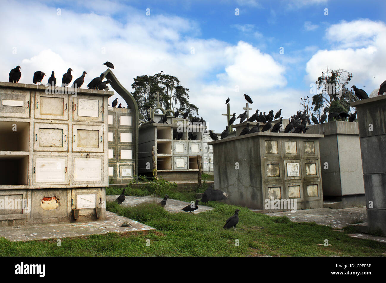 General Cemetery in Guatemala City, Guatemala. Black crows wait on the ...