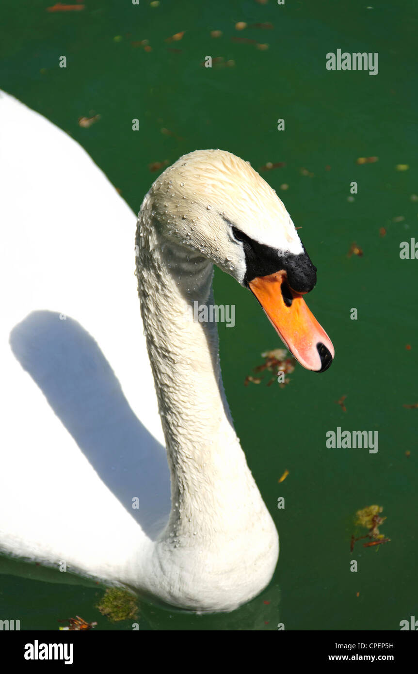 Animal swan hi-res stock photography and images - Alamy