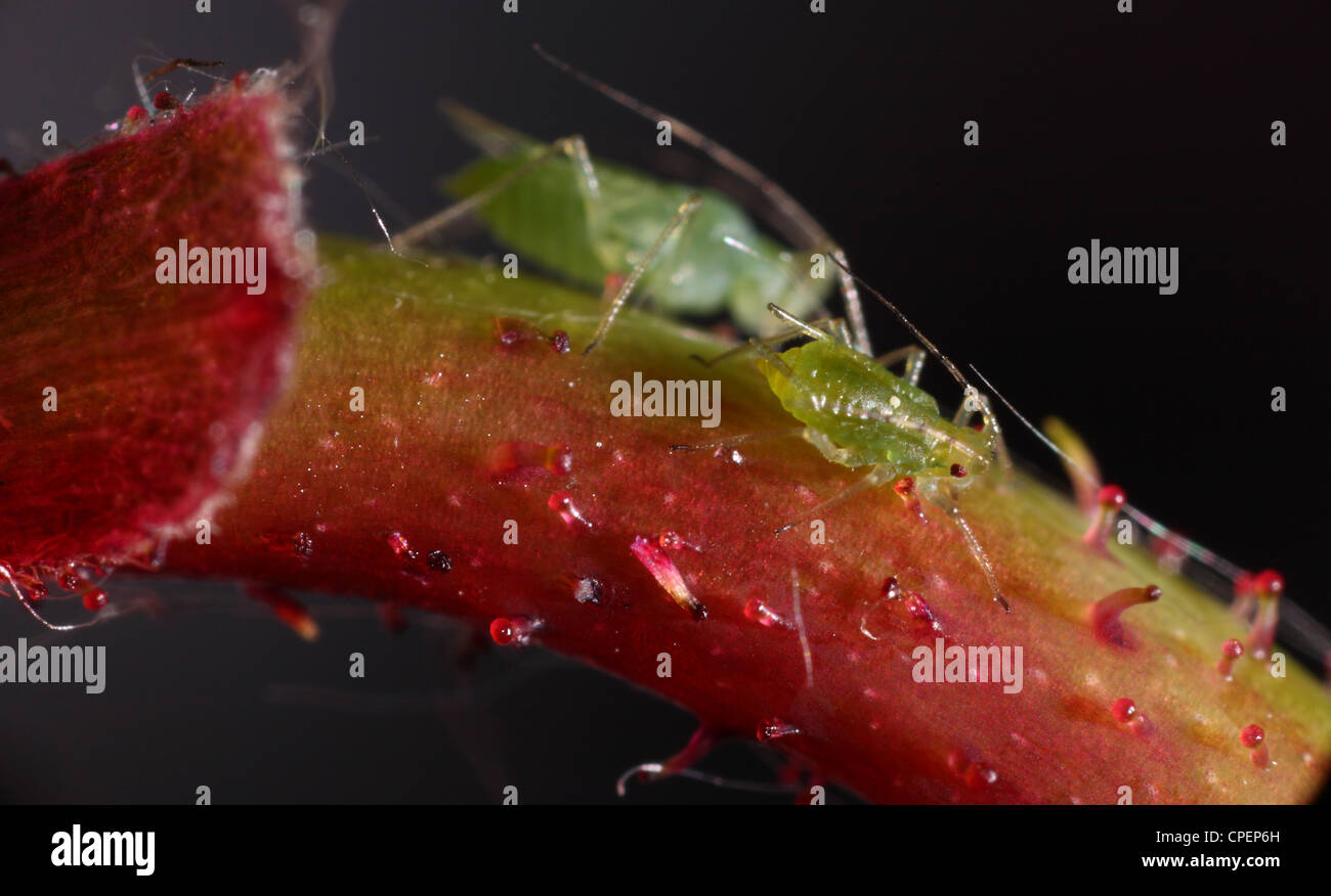 Macro close up of greenfly on a rose stem Stock Photo - Alamy