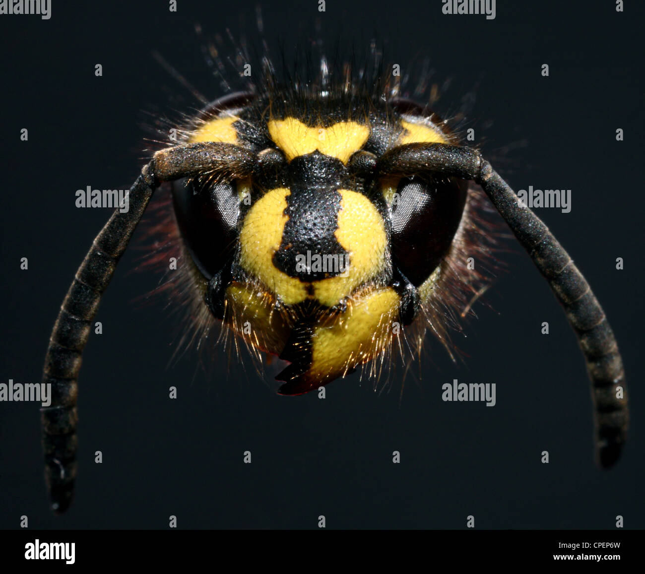 Scary Wasp High Resolution Stock Photography and Images - Alamy
