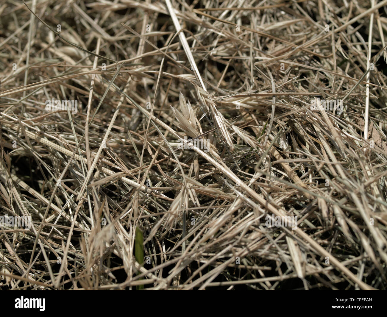 Dried hays hi-res stock photography and images - Alamy