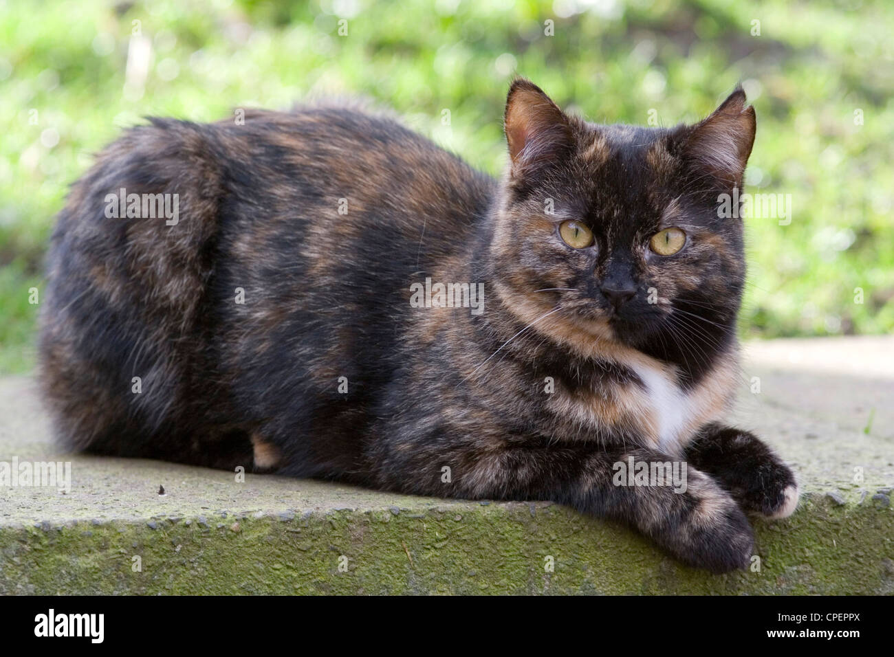 Brown Calico Cat