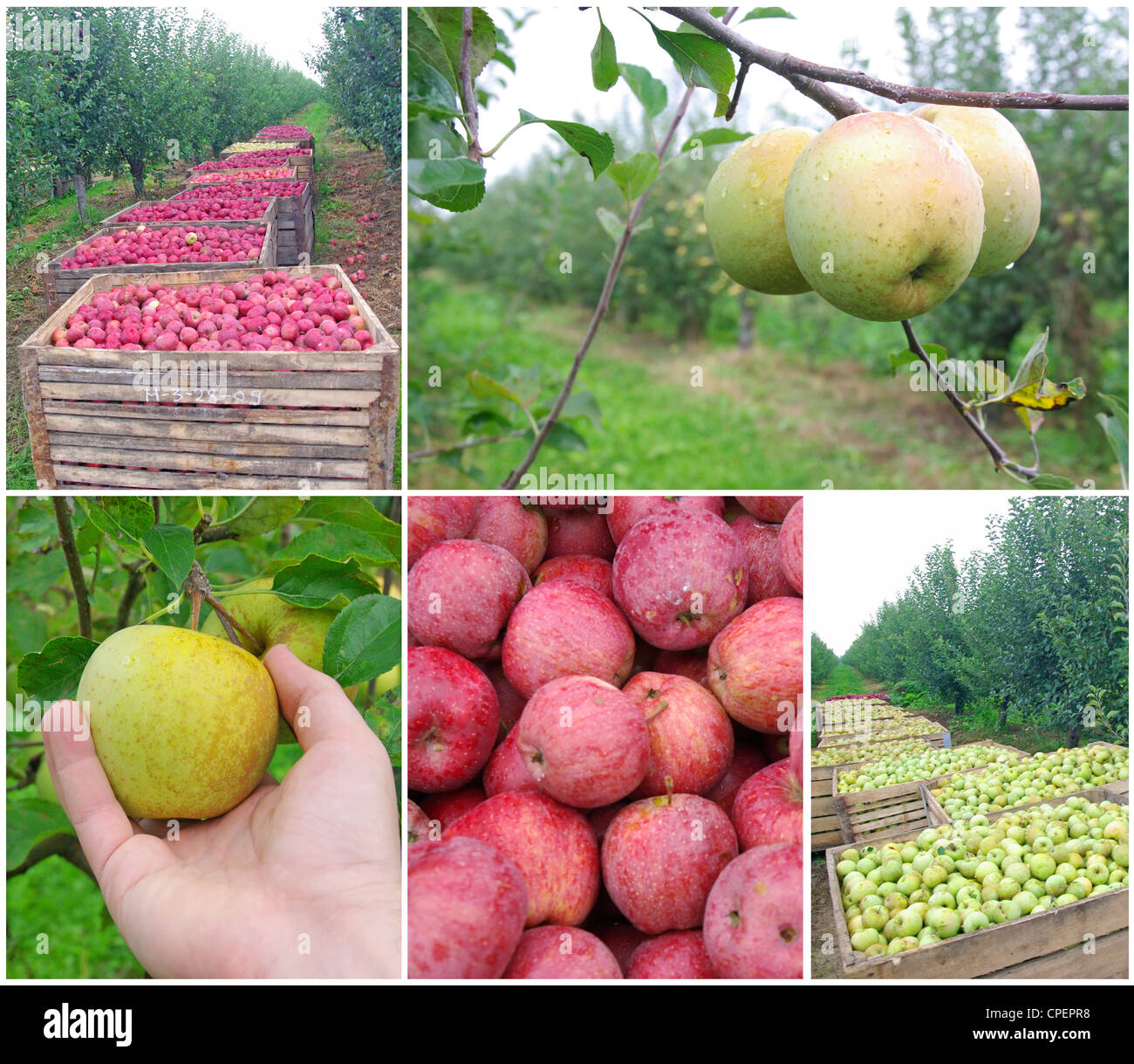 Apple harvest in apple garden, collage Stock Photo - Alamy