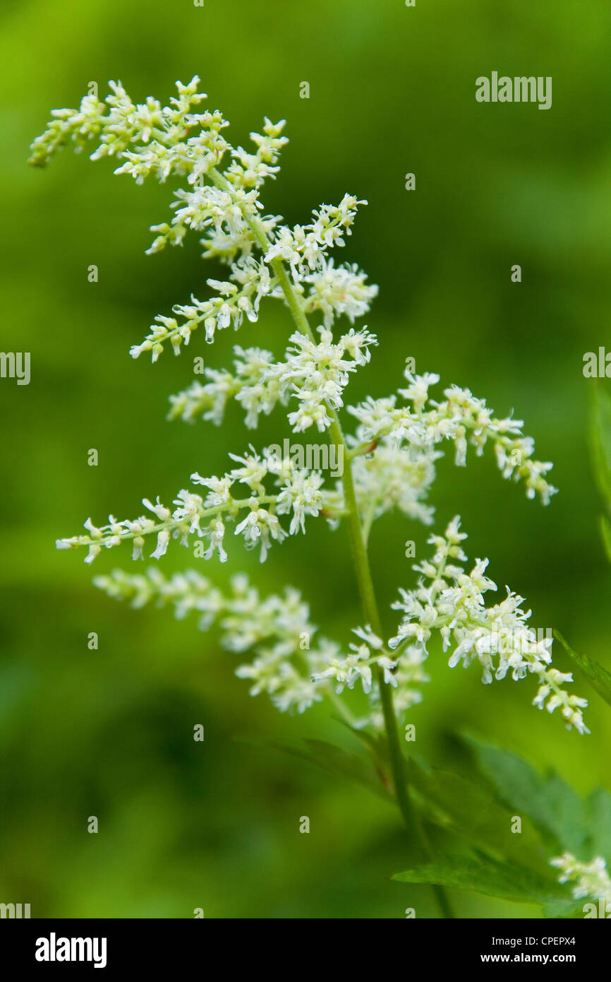 Open air plant hi-res stock photography and images - Alamy