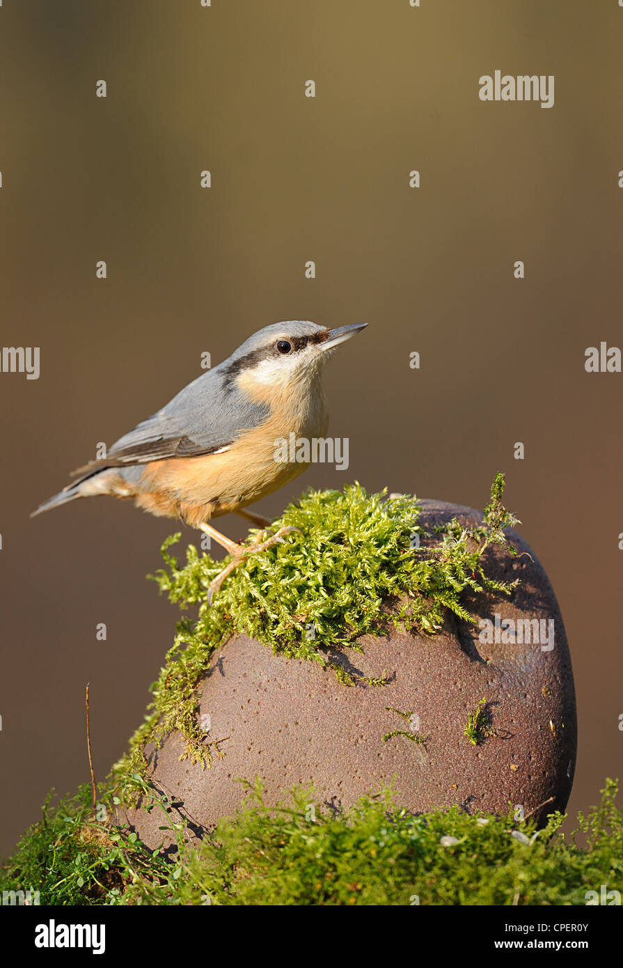 Nuthatch pose hi-res stock photography and images - Alamy