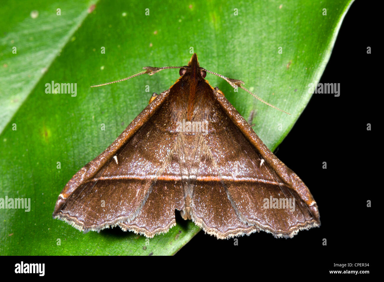 Triangular moth hi-res stock photography and images - Alamy