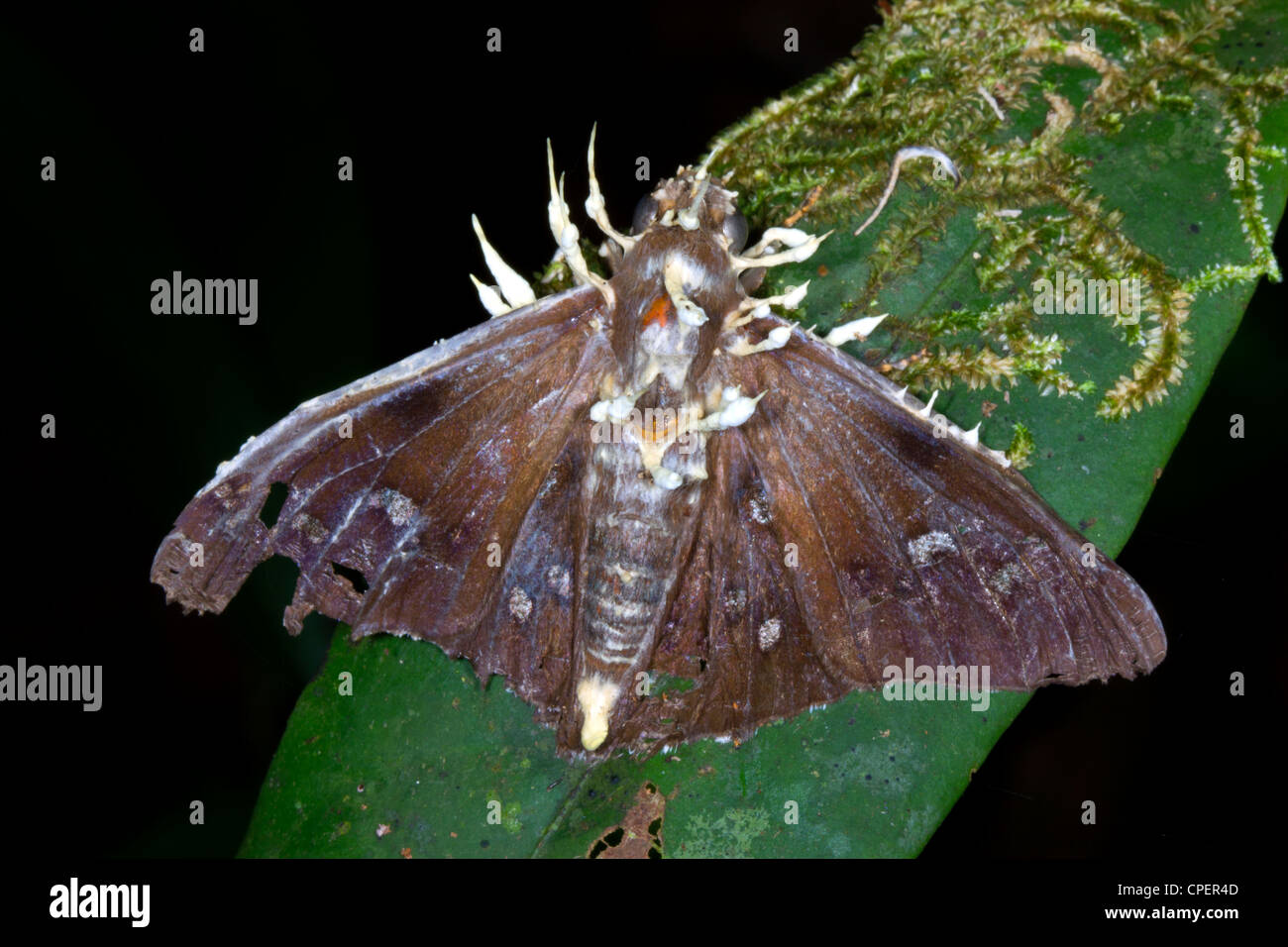 Moth, parasitized and killed by Cordyceps fungus in the rainforest ...