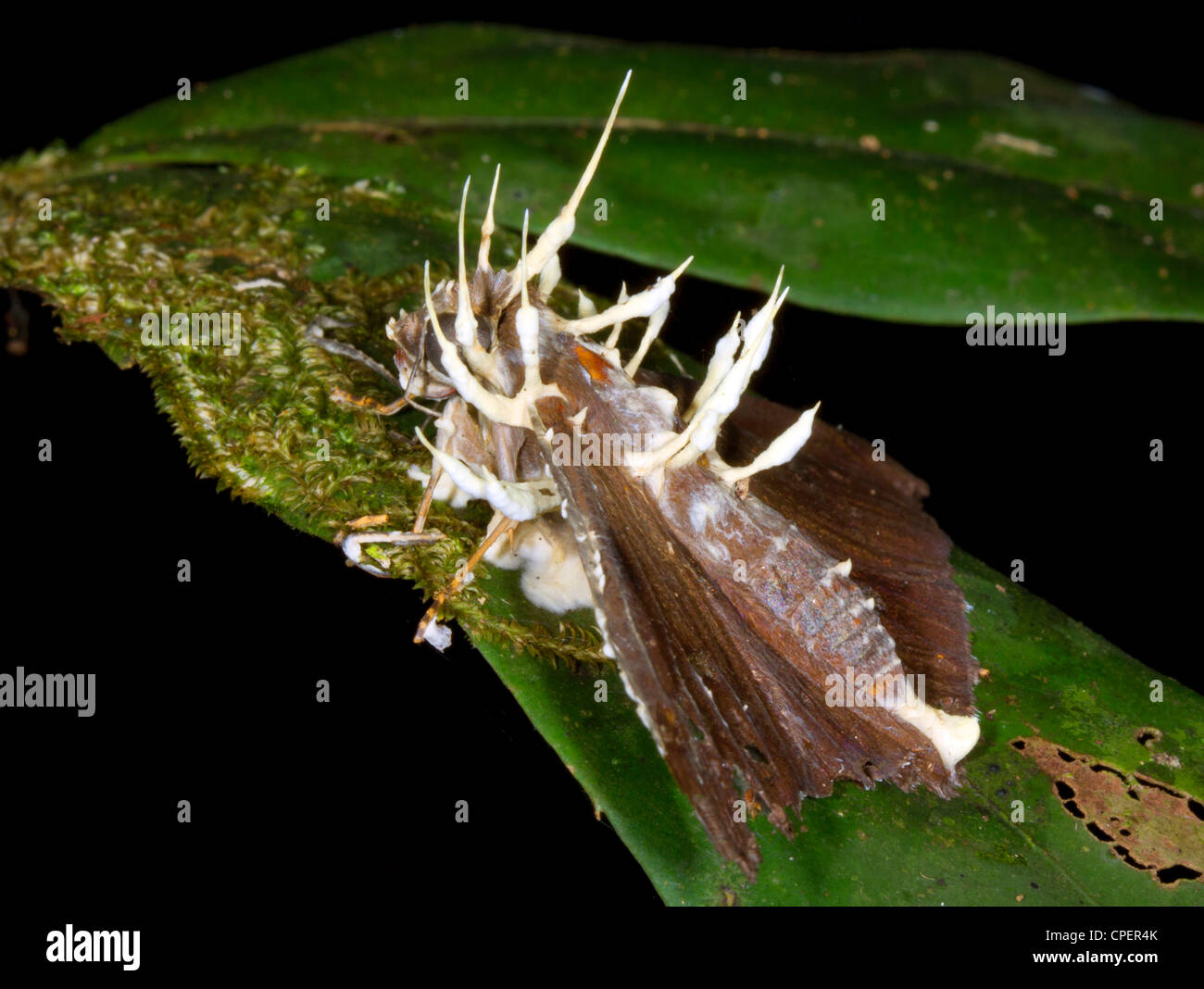 Moth, parasitized and killed by Cordyceps fungus in the rainforest ...