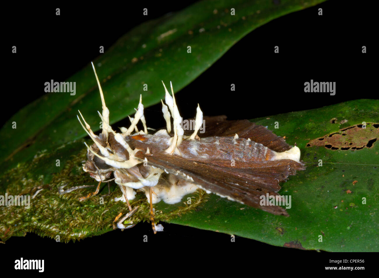Cordyceps fungus moth hi-res stock photography and images - Alamy