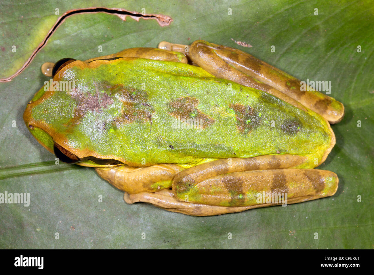 masked tree frog (Smilisca phaeota) in rainforest in western Ecuador ...