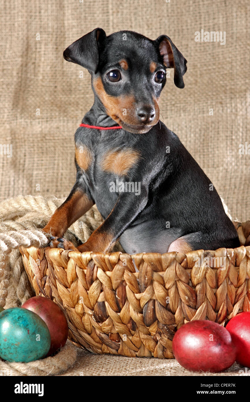 Easter dog animal hi-res stock photography and images - Alamy