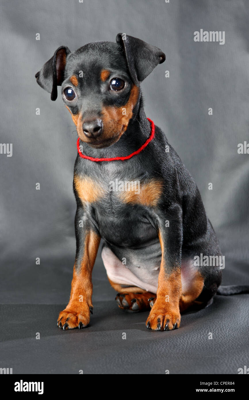 The Miniature Pinscher puppy, 2.5 months old Stock Photo - Alamy