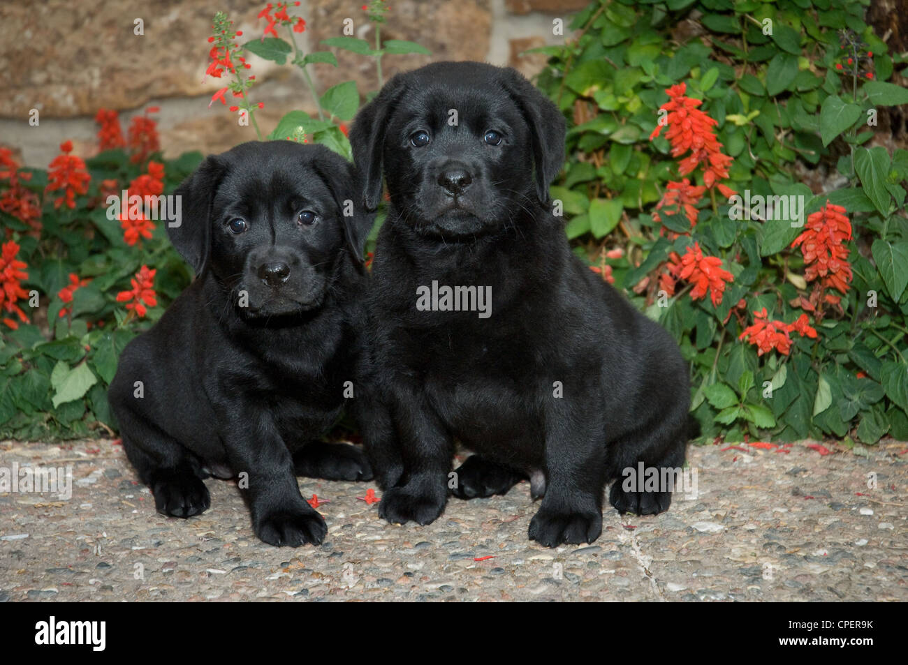 Two black Labrador retriever puppies sitting side by side Stock Photo ...