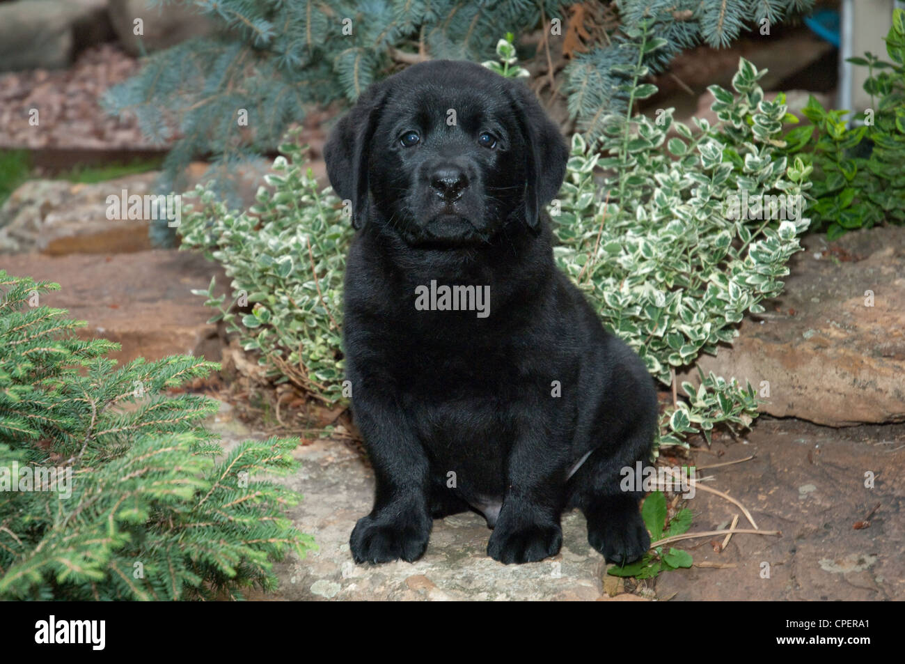 Black Labrador retriever puppy sitting Stock Photo - Alamy